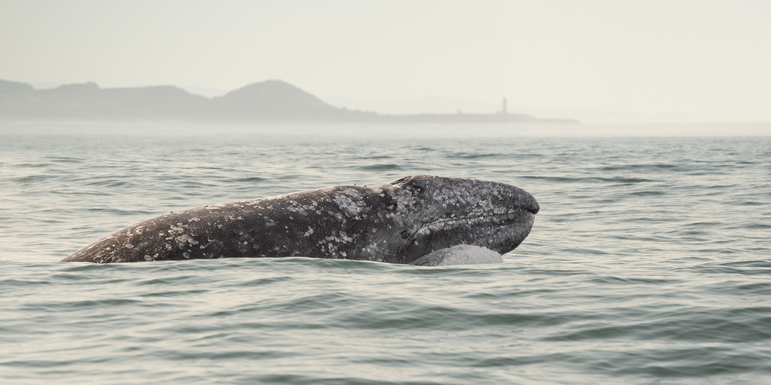 Gentle giants: Oregon’s Winter Whale Watch Week is on tap | Wilsonville ...